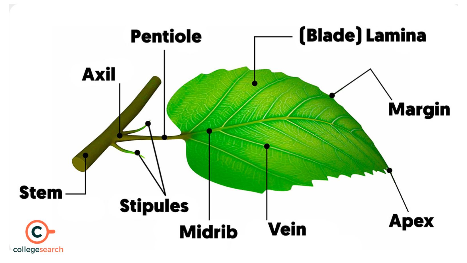 Lamina Of A Leaf Definition Different Parts Functions Importance Lamina Of A Leaf Definition Different Parts Functions Importance